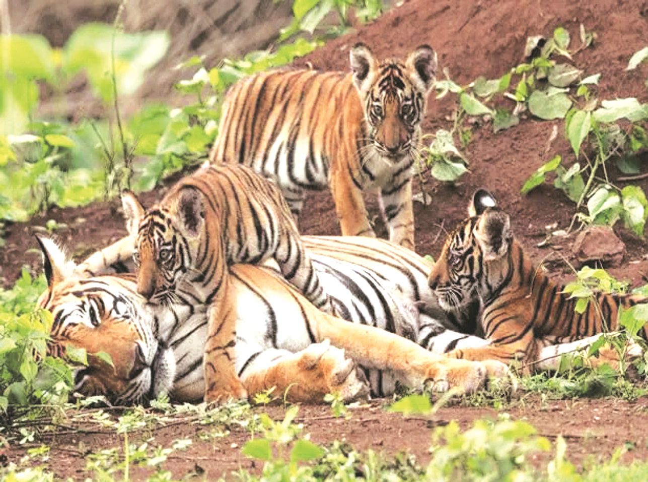 Tiger Death: बाघों की मौत की कैसे होती है जांच